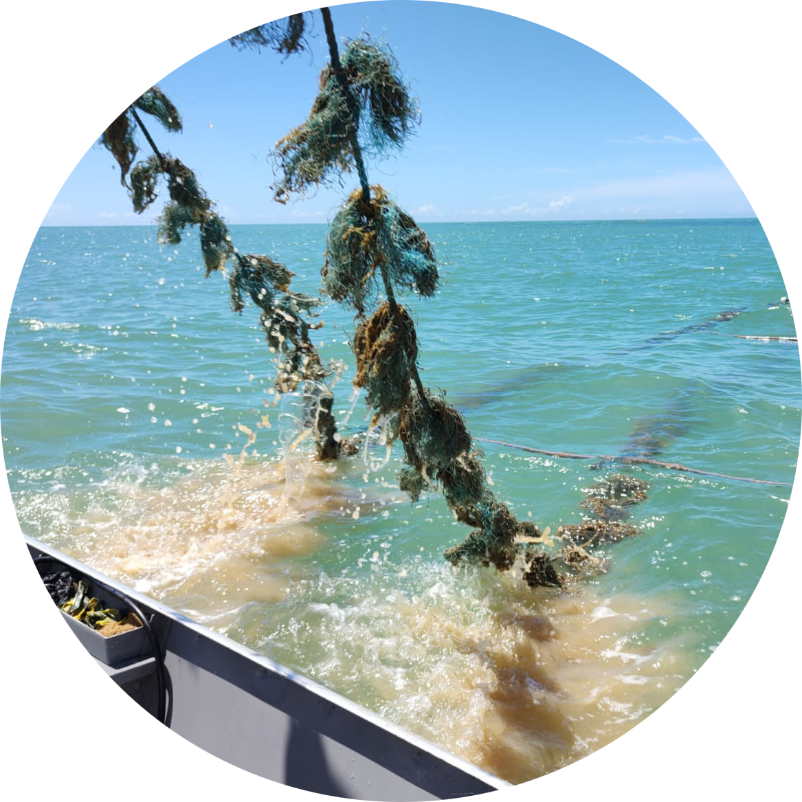 OCEAN FARMING – Ekosfera