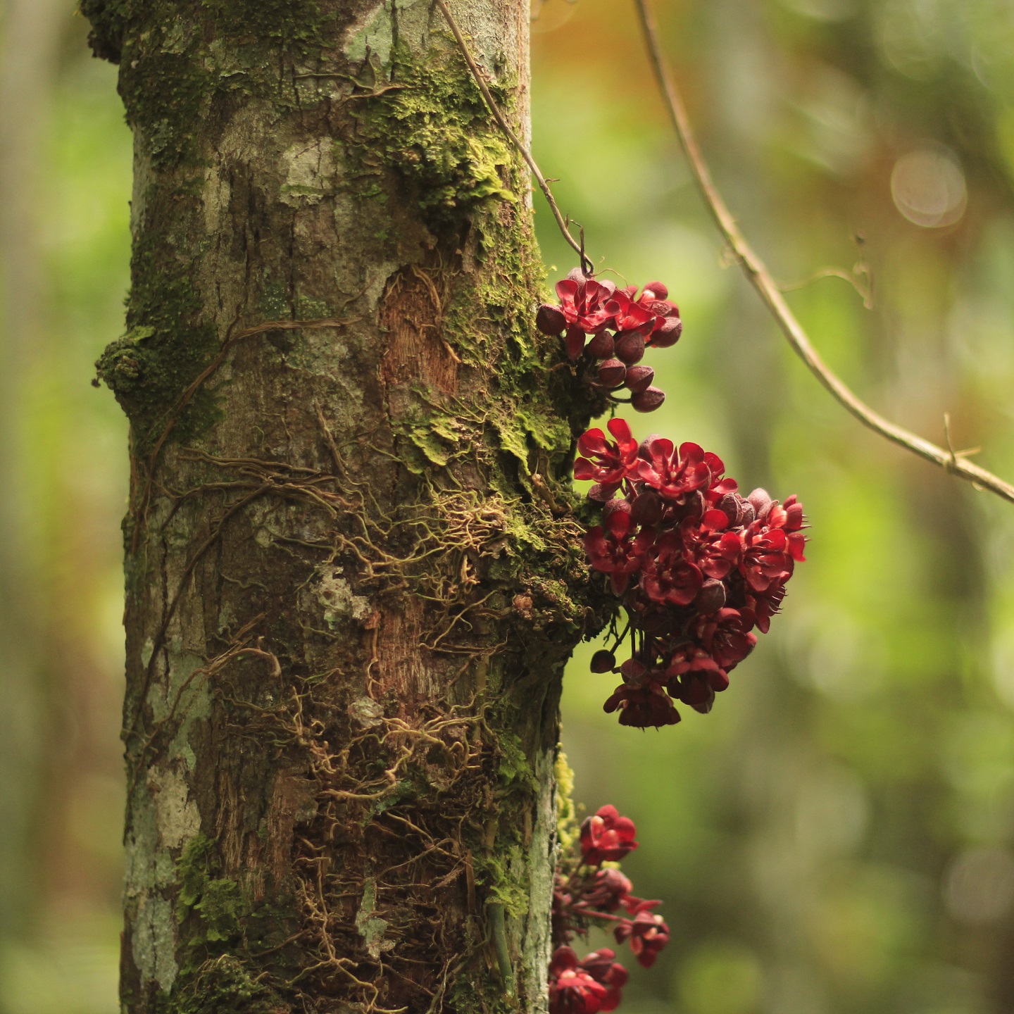 BOM JARDIM – Ekosfera
